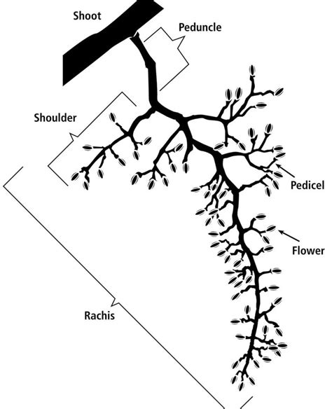Stemmy Has Become So Popular As A Tasting Term That Julia Had To Add It