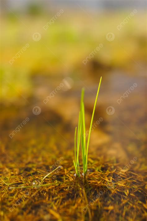 비 온 뒤에 막 싹 트 는 작은 풀 배경 세계 환경의 날 저탄소 건강 배경 일러스트 및 사진 무료 다운로드 Pngtree