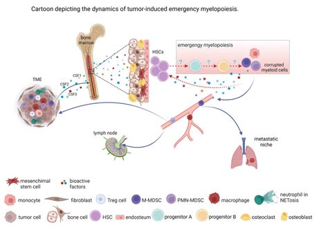 Cartoon Depicting The Dynamics Of Tumor Induced Emergency Myelopoiesis