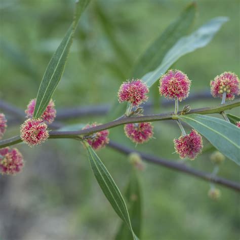 Australian Plants Society