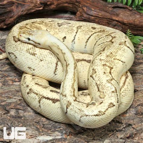 Spider Pinstripe Pastel Mandarin Fire Ball Python For Sale