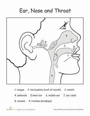 Human Anatomy Ear Nose Throat Worksheet Education
