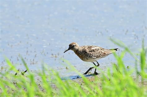 ウズラシギとアオアシシギ マイ野鳥図鑑