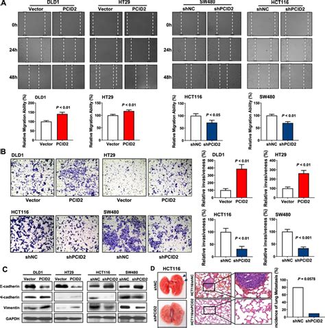 Pcid2 Promotes Pro Metastatic Properties In Vitro And In Vivo A