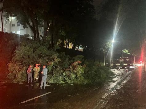 Chuva Provoca Queda De Mais Uma árvore Em Campinas Jornal De Itatiba