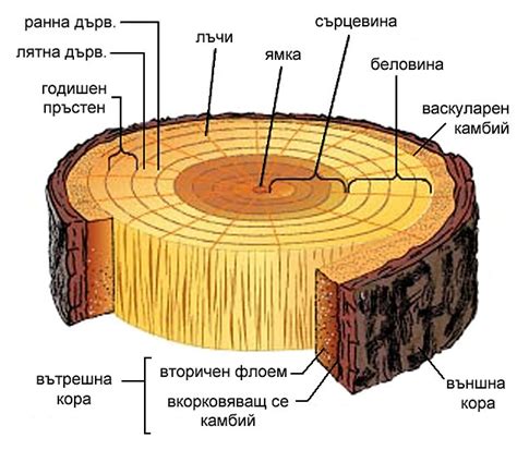 Дървесината основен производствен материал E Shop Bg Eu