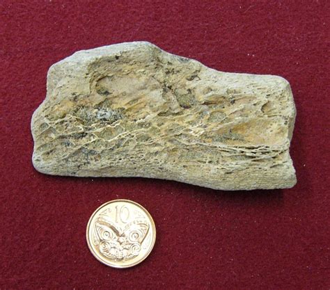 Moa Bone Tab Oceania New Zealand 0000 1395 Ehive