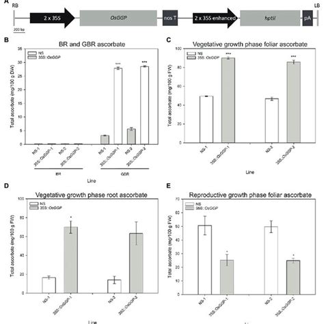 Production And Characterization Of Independent Rice Transformation