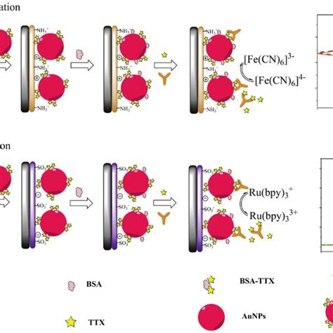 PDF Chitosan And Nafion Assisted Modification Of Enzyme Free