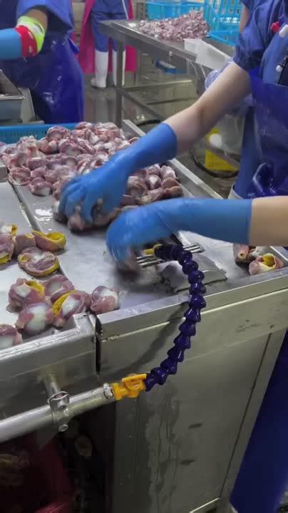 Efficiency Meets Durability Introducing Eruis Chicken Gizzard Rais