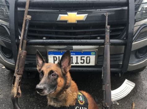 ajuda de cão farejador polícia apreende fuzil e espingarda no
