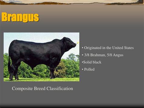 Ppt Mt Morrisbeef Cattle Seminar June 17 2009 Powerpoint