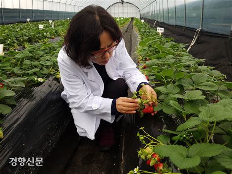 일본산 천하 딸기 시장 토종 설향이 접수
