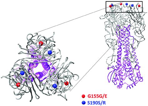 Three Dimensional Structure Of Ha Protein Illustrating The Two