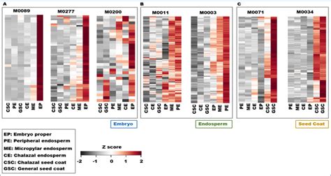Expression Profiling Of Gene Modules Expression Patterns Of Modules Download Scientific
