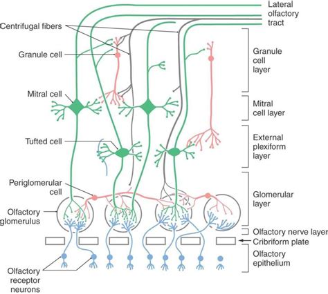 Olfaction And Taste Neupsy Key