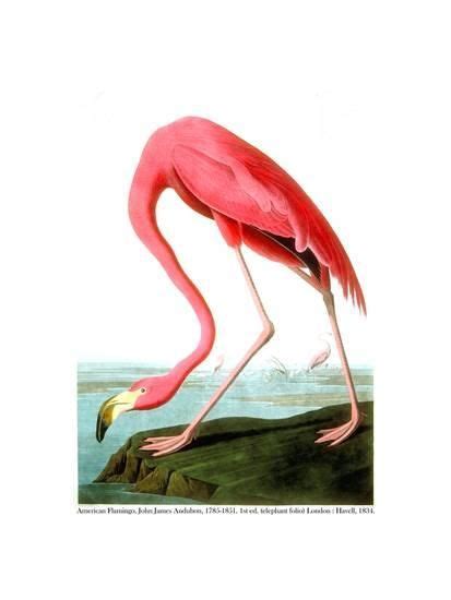 American Flamingo 1834 Giclee Print John James Audubon