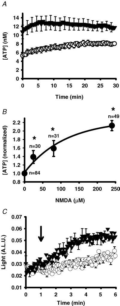 Nmda Triggers Release Of Atp From Arpe 19 Cells Download