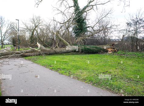 London Uk 23rd Feb 2017 A Large Fallen Tree Blocking Access To A Path Following A Storm At