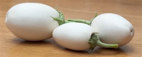 Easter Egg Plant How To Grow And Take Care Of It Solanum Ovigerum