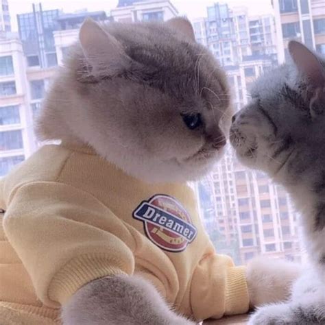Cute Cats Matching Profile Pictures For Couples