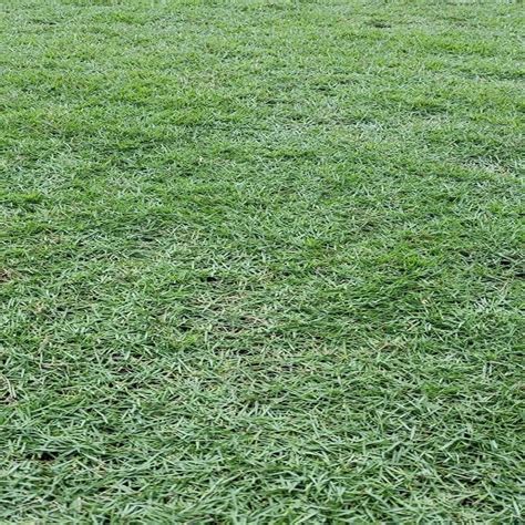 Well Watered Natural Mexican Grass For Garden At Rs 5sq Ft In
