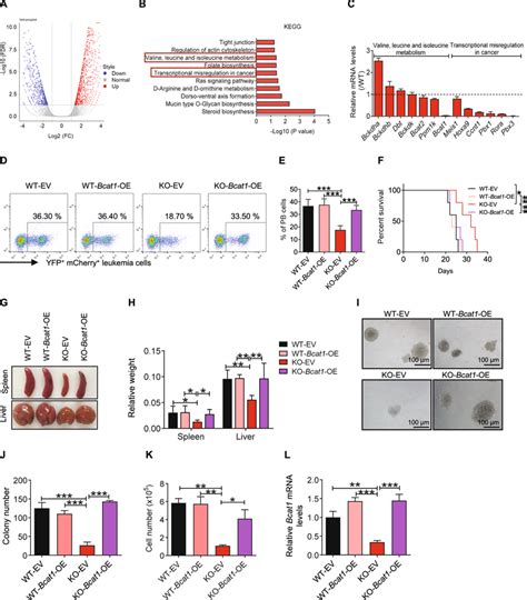 P2x1 Regulates Lic Activities Via Bcat1 Mediated Branched Chain Amino