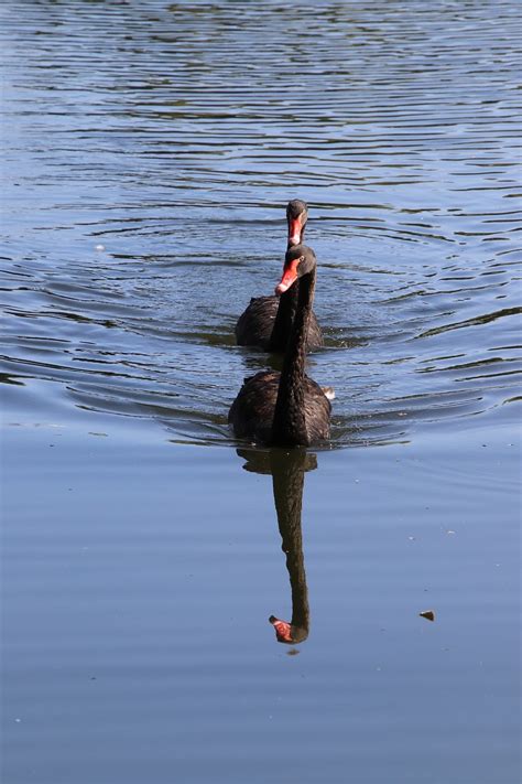 Svanar Fåglar Sjö Svarta Gratis foto på Pixabay Pixabay