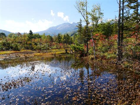 小さな秋（乗鞍 一の瀬園地） By Bose59 （id：7138123） 写真共有サイトphotohito