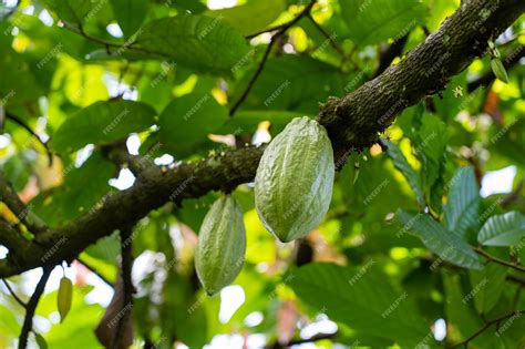 Premium Photo Yellow Cocoa Bean On The Tree In Indonesia Close Up Premium Photo Yellow Cocoa Bean On The Tree In Indonesia Close Up