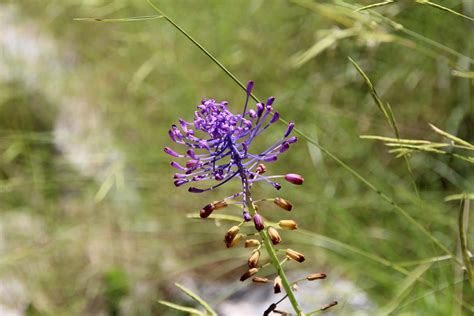 Free Images Nature Blossom Purple Bloom Summer Herb Botany