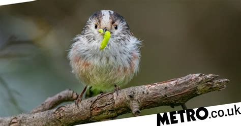 Pesticides And Fertilisers Leaving Birds Without Enough Food For Their