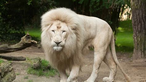 White Lion Photos