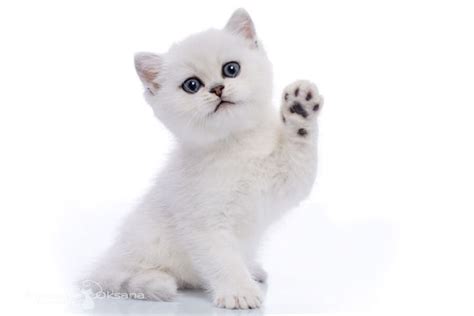 Фотосессия котят британской серебристой шиншиллы в Минске Котята Британская короткошерстная