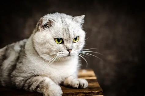 Are Scottish Fold Cats Cuddly Exploring The Temperament Of This