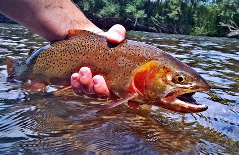 Central Pa Trout Bum