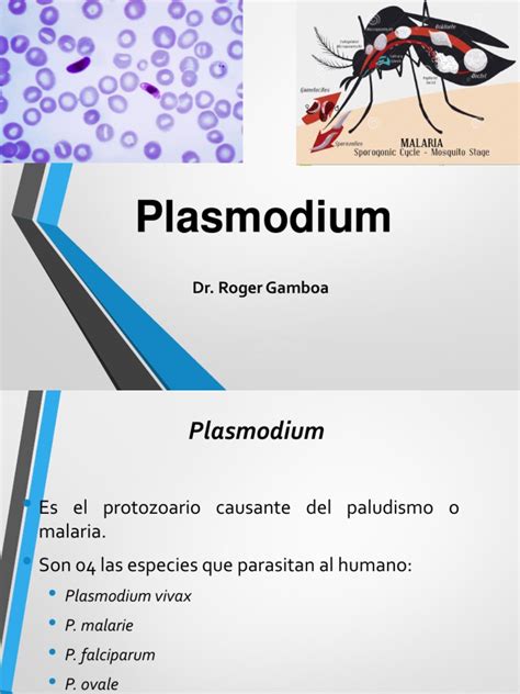 10 Plasmodium Y Toxoplasma Malaria Plasmodium Falciparum Prueba Gratuita De 30 Días Scribd