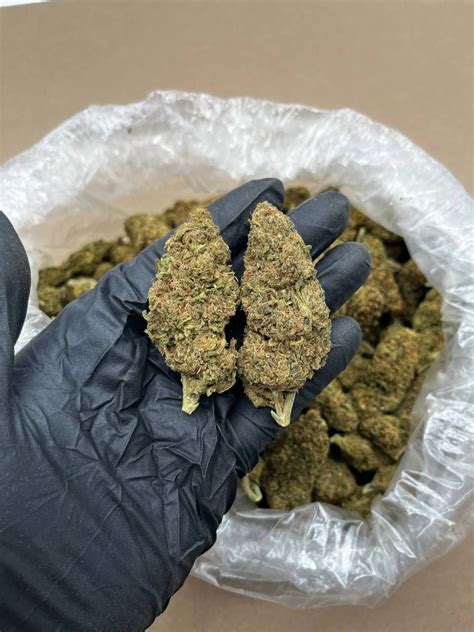 Citrus Demon Strain Pluto Labs Official