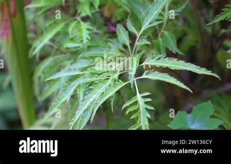 Plants Compound Leaves Stock Videos And Footage Hd And 4k Video Clips