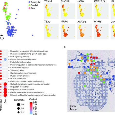 Applications Of Single Cell Technologies And Analyses In Heart