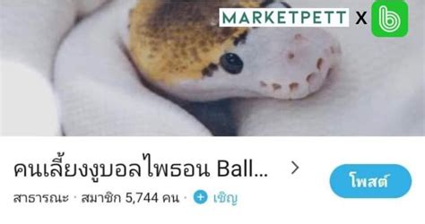 คนเลี้ยงงูบอลไพธอน Ball Python Thailand Band