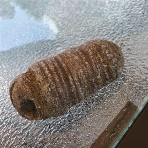 ID For Fossil Found Near Lake Huron Fossil ID The Fossil Forum