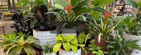 Home Greenland Garden Centre