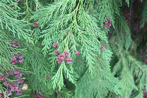CUPRESSUS LAWSONIANA 23 09 2014 14 53 30 Plantaholic Sheila Flickr