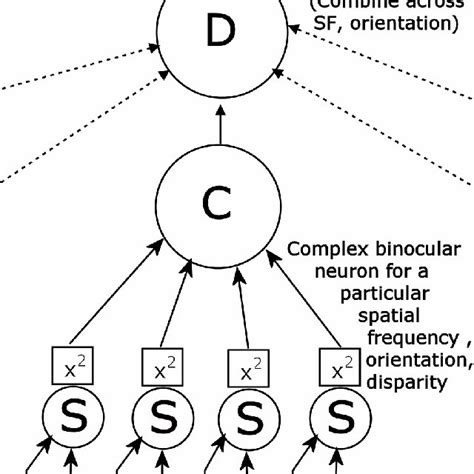 The Computational Architecture Underlying Disparity Based Computation