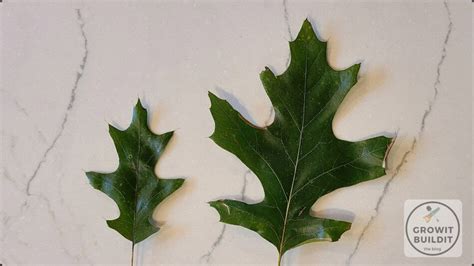 A Beginners Guide To Black Oak Growit Buildit