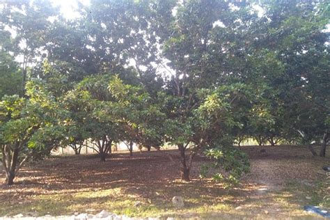Agricultural Land 4 Acre For Sale In Kushalnagar Kodagu Rei1123061
