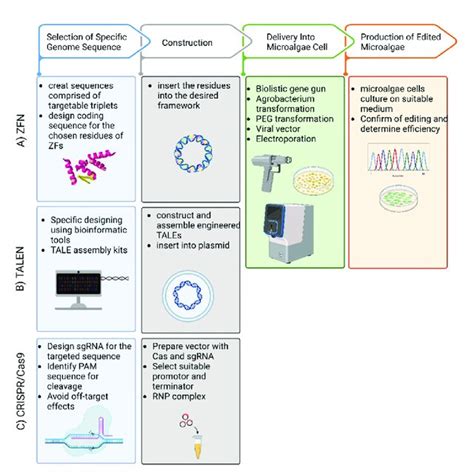 Simplified Workflow For Zfn Talen And Crispr Cas9 Mediated Microalgae Download Scientific