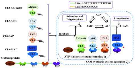 Atp And Sam Synthesis System Download Scientific Diagram