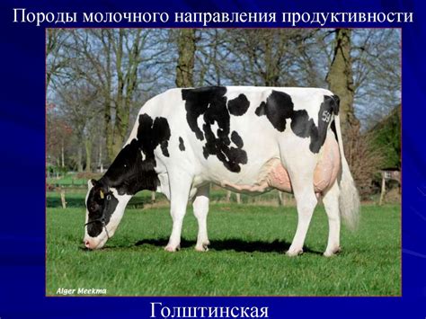 Технология разведения крупного рогатого скота в крестьянских фермерских